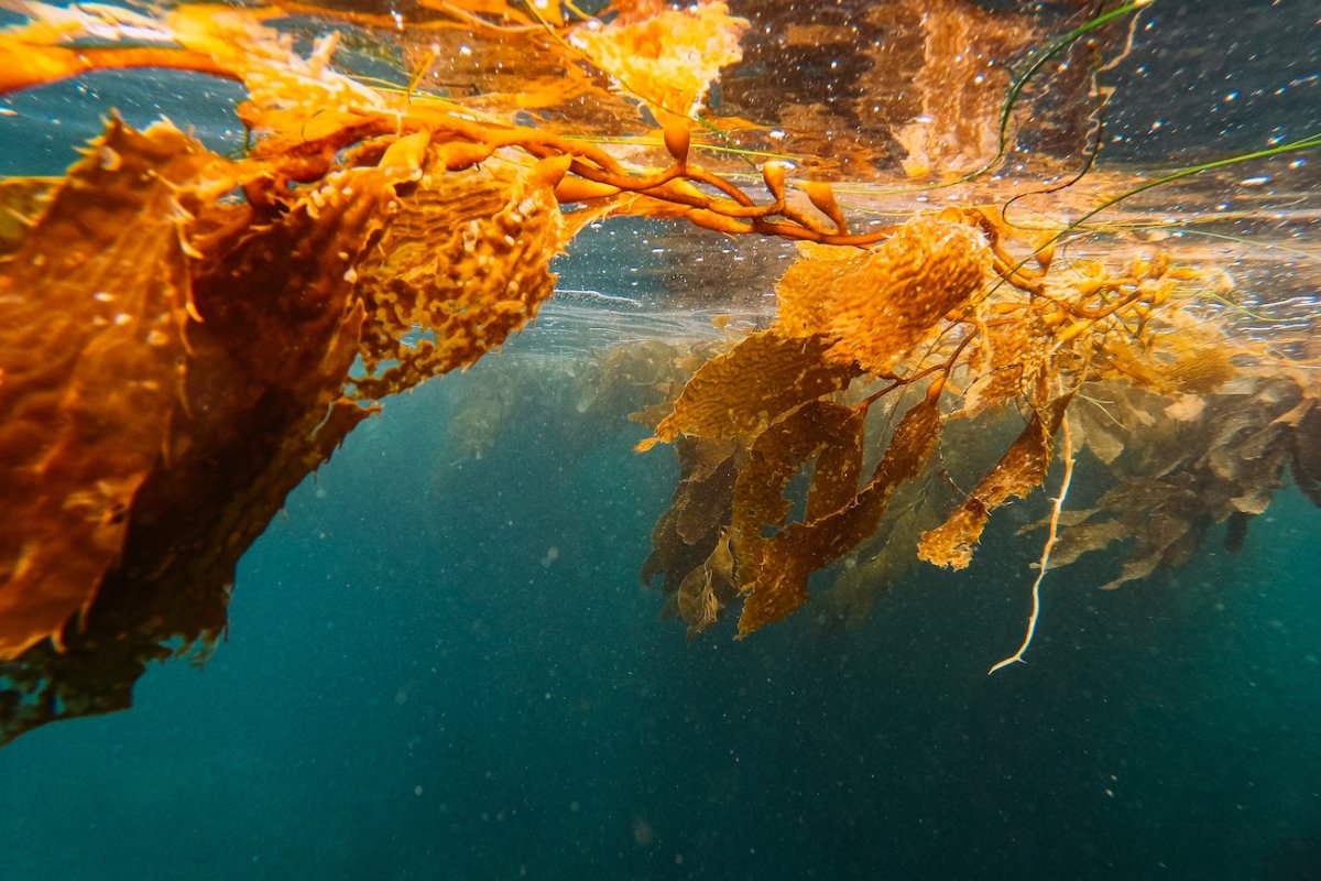 Nowa moda: mech morski na lepszy seks i odchudzanie. Naprawdę działa ...